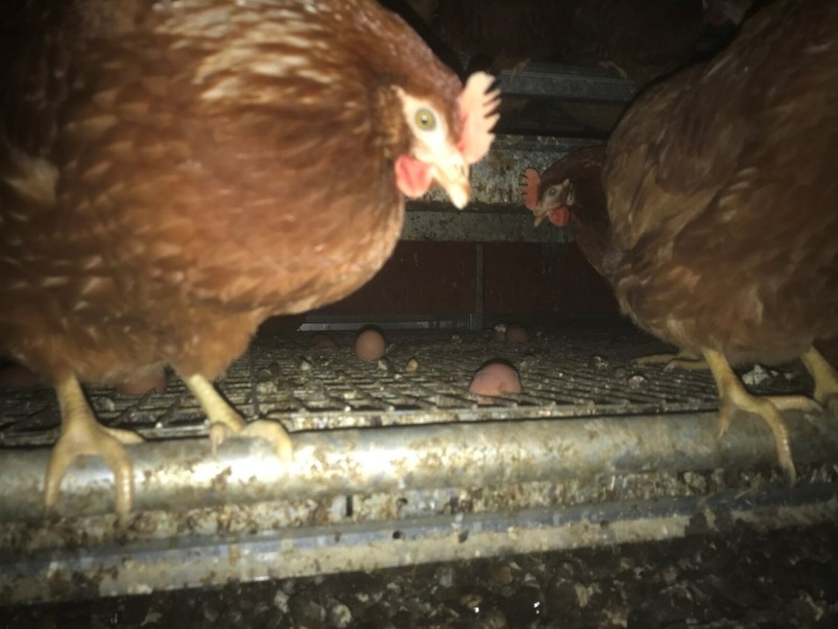 Prinzen - Vencomatic Group